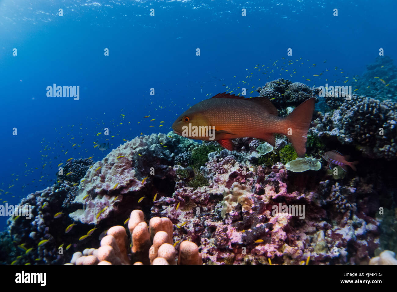 A curious red snapper or red bass approaches divers on the reef at ...