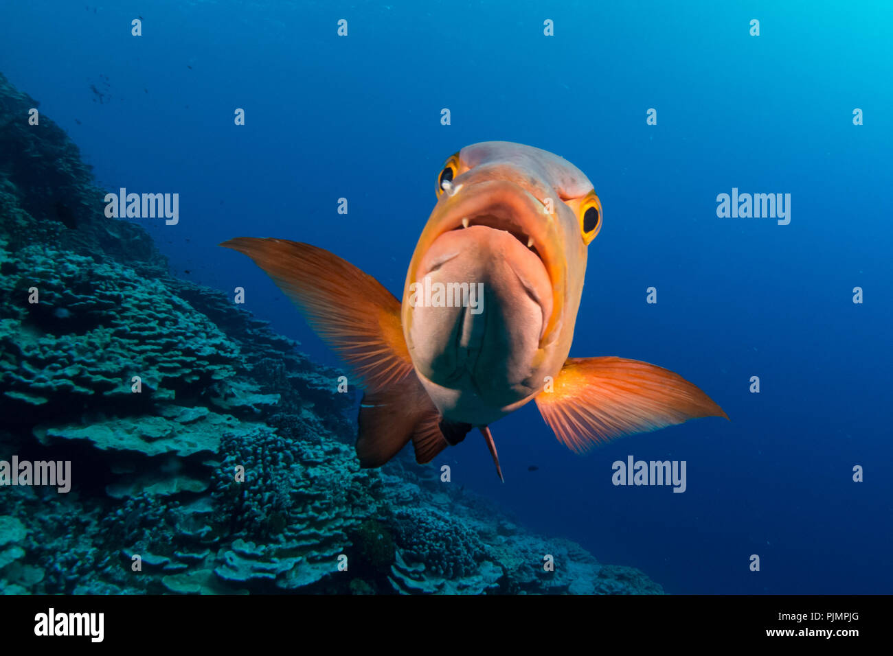 A curious red snapper or red bass approaches divers on the reef at ...