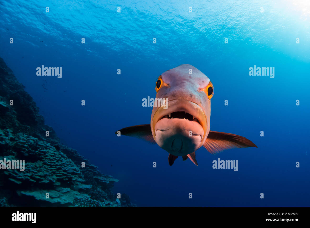 A curious red snapper or red bass approaches divers on the reef at ...