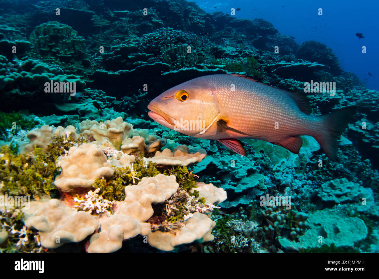 A curious red snapper or red bass approaches divers on the reef at ...