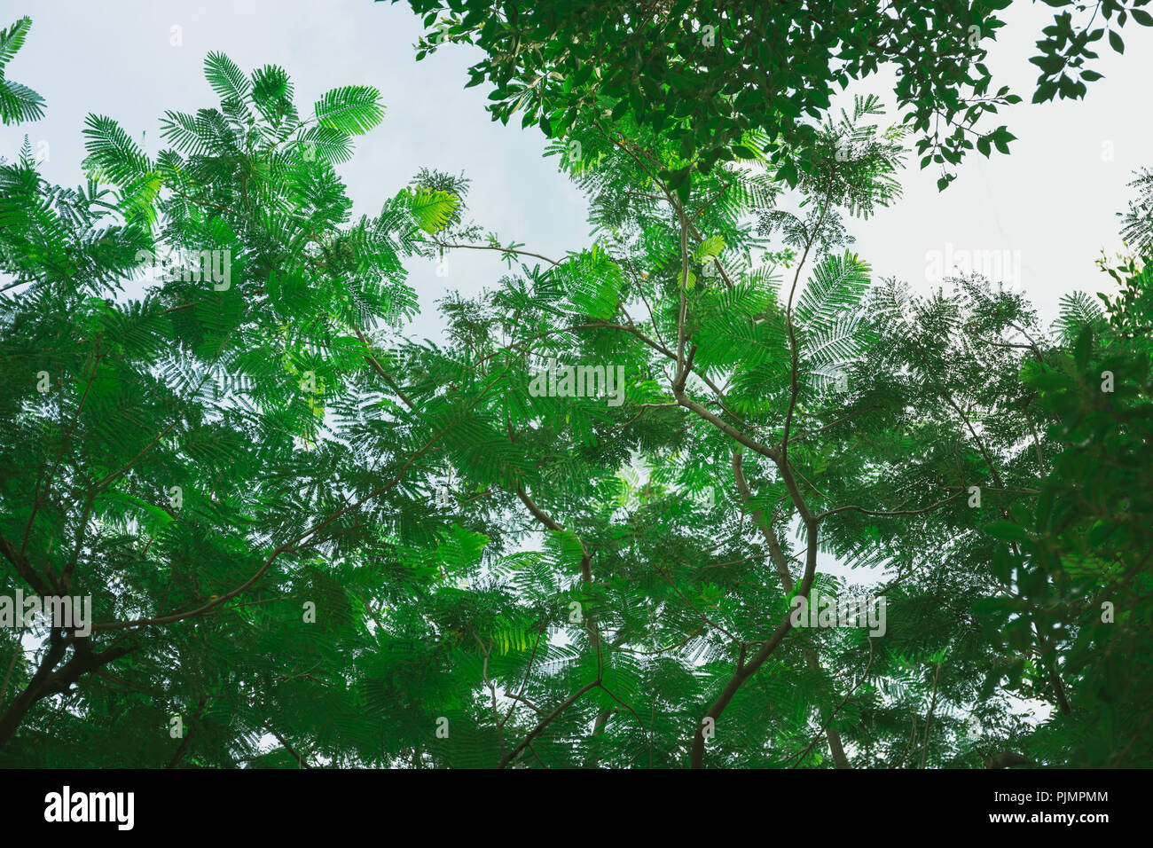 Green tree with blue cloud sky Stock Photo - Alamy