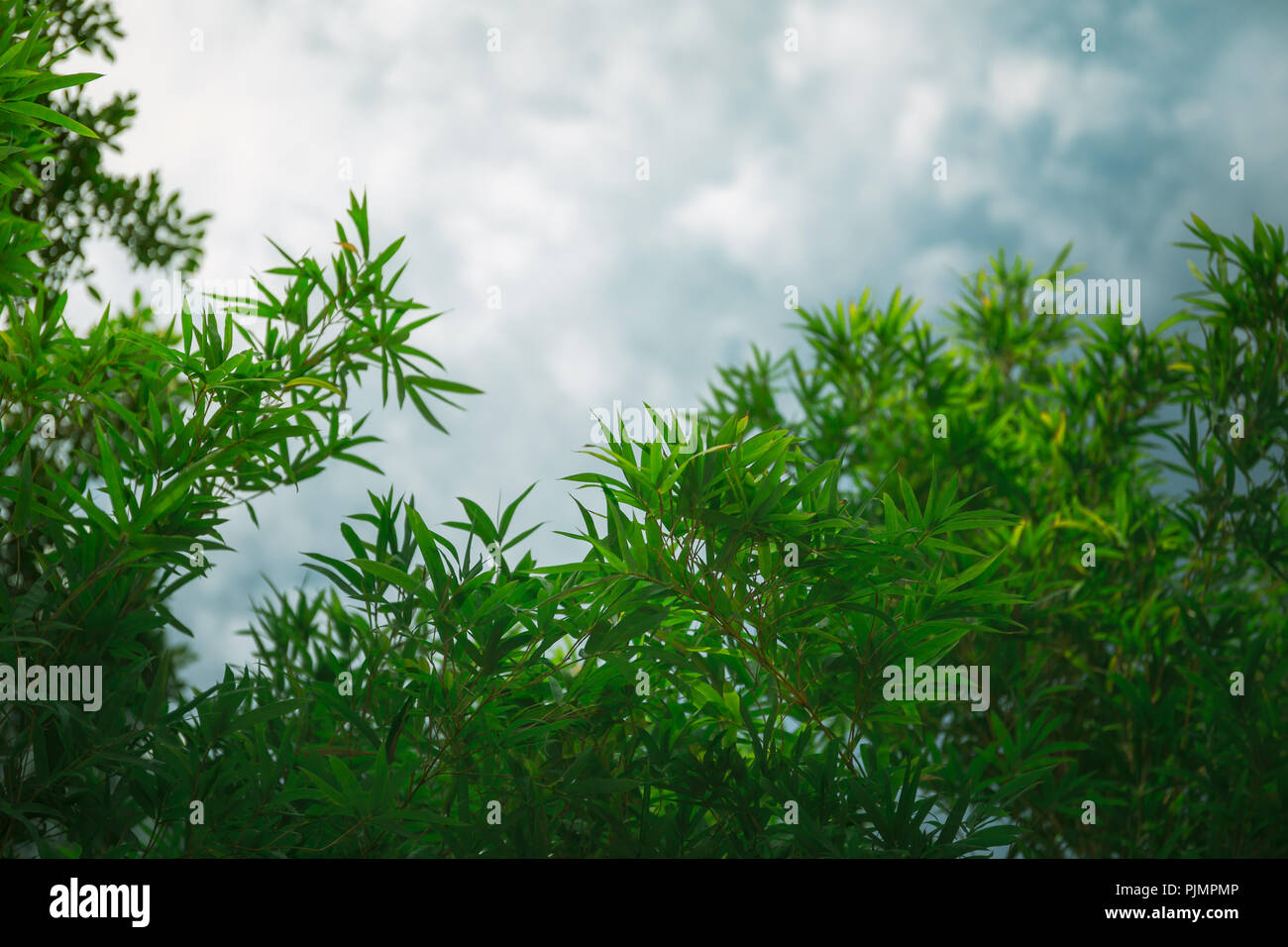 Green tree with blue cloud sky Stock Photo - Alamy