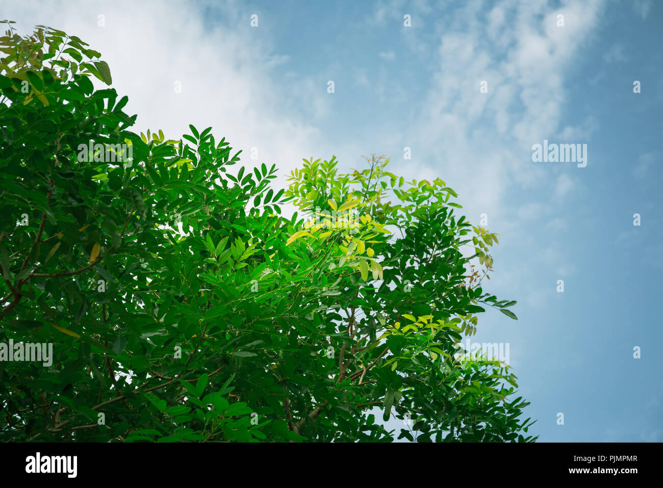 Green tree with blue cloud sky Stock Photo - Alamy