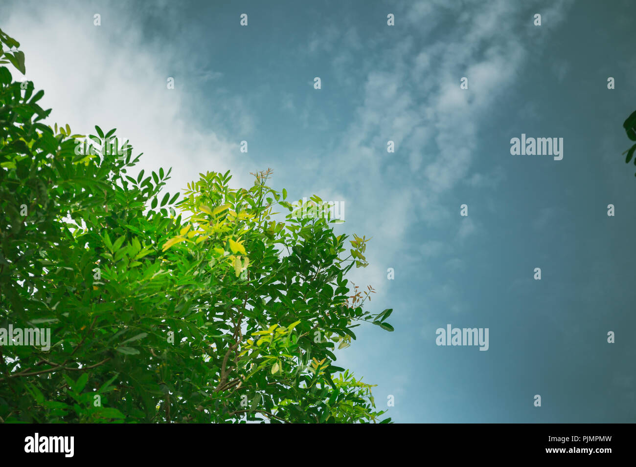Green tree with blue cloud sky Stock Photo - Alamy