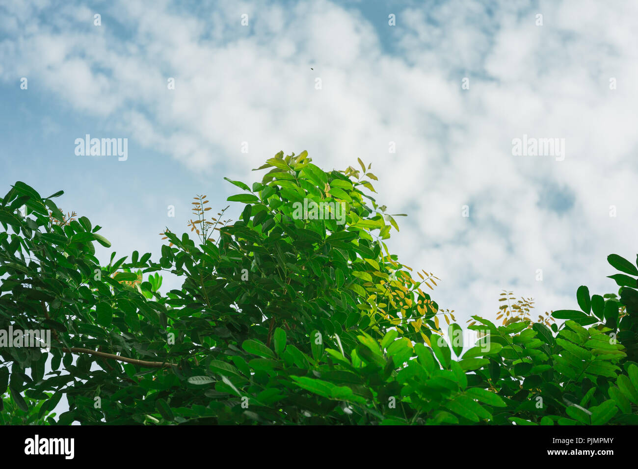 Green tree with blue cloud sky Stock Photo - Alamy