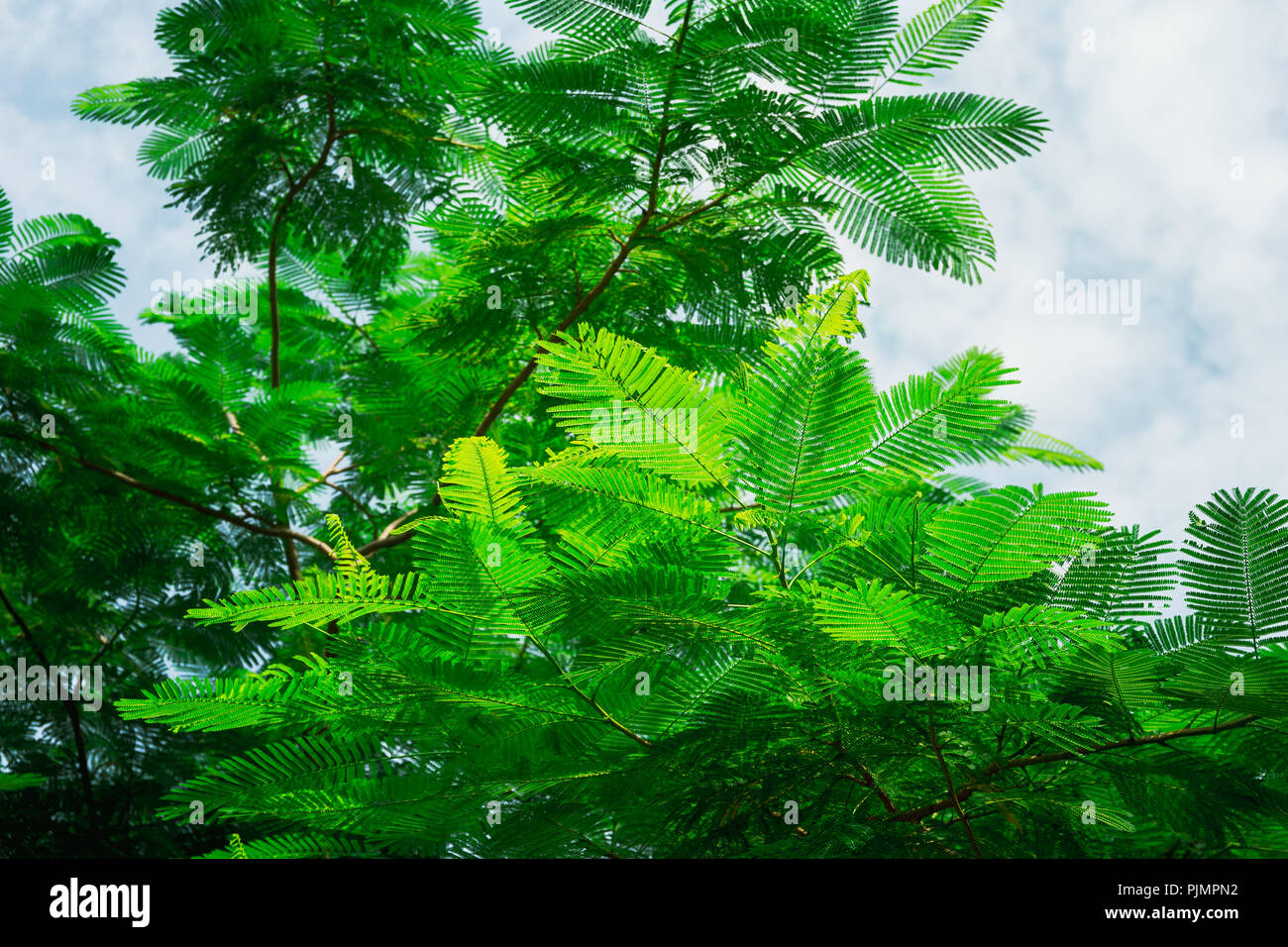 Green tree with blue cloud sky Stock Photo - Alamy