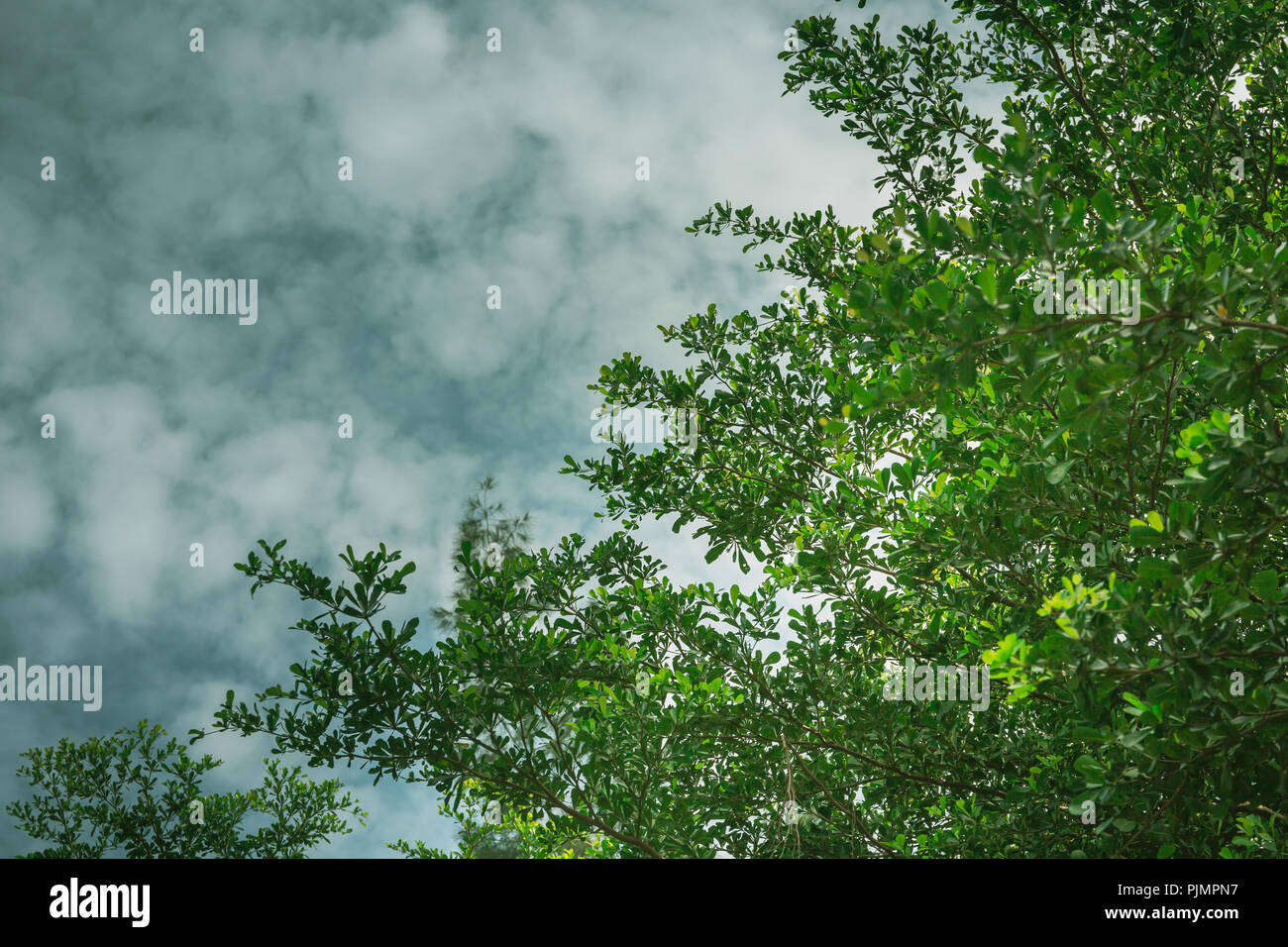 Green tree with blue cloud sky Stock Photo - Alamy