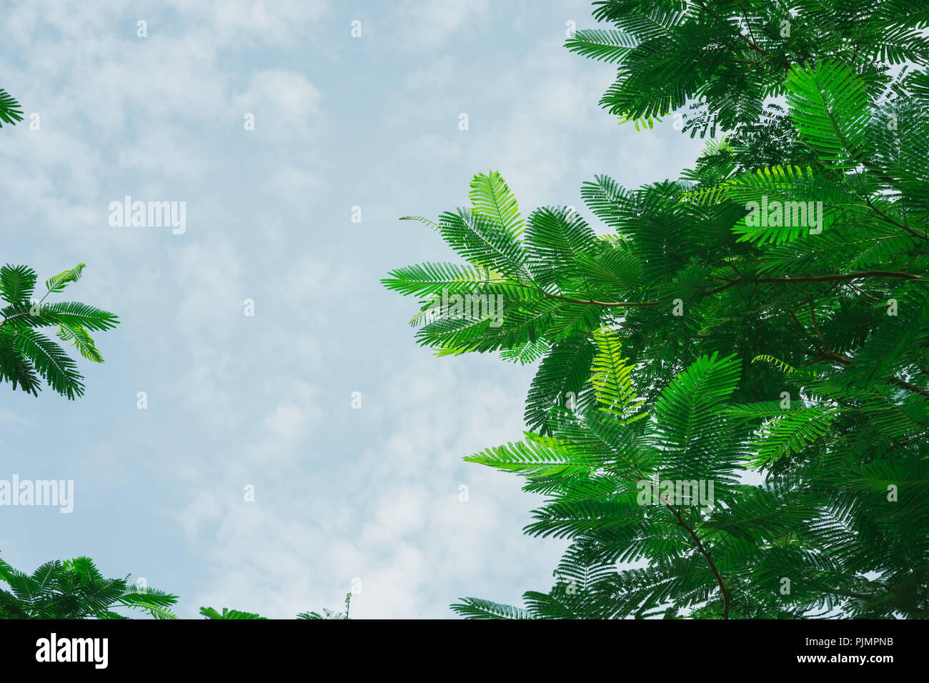 Green tree with blue cloud sky Stock Photo - Alamy