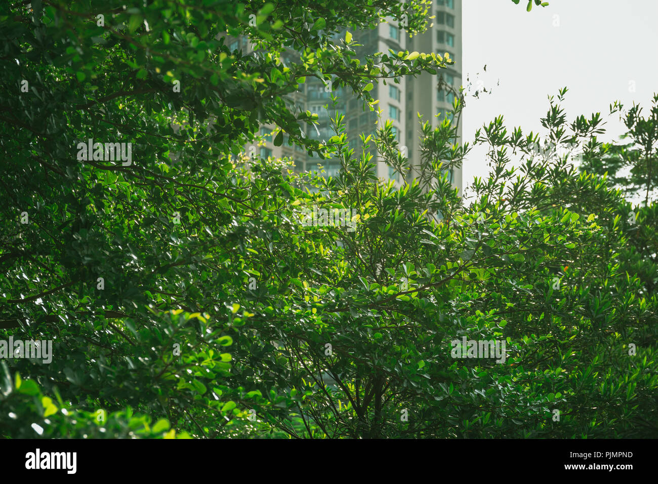 Green tree with blue cloud sky Stock Photo - Alamy