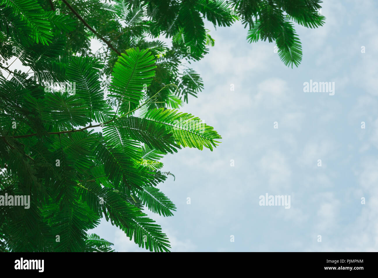 Green tree with blue cloud sky Stock Photo - Alamy
