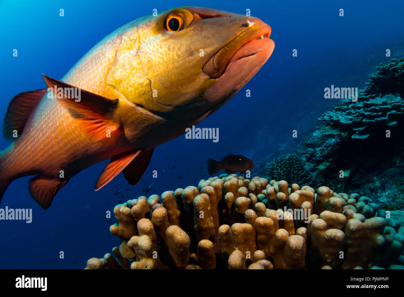 A curious red snapper or red bass approaches divers on the reef at ...