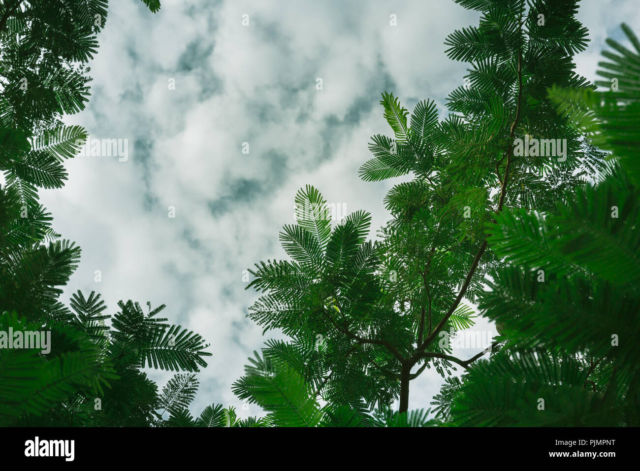 Green tree with blue cloud sky Stock Photo - Alamy