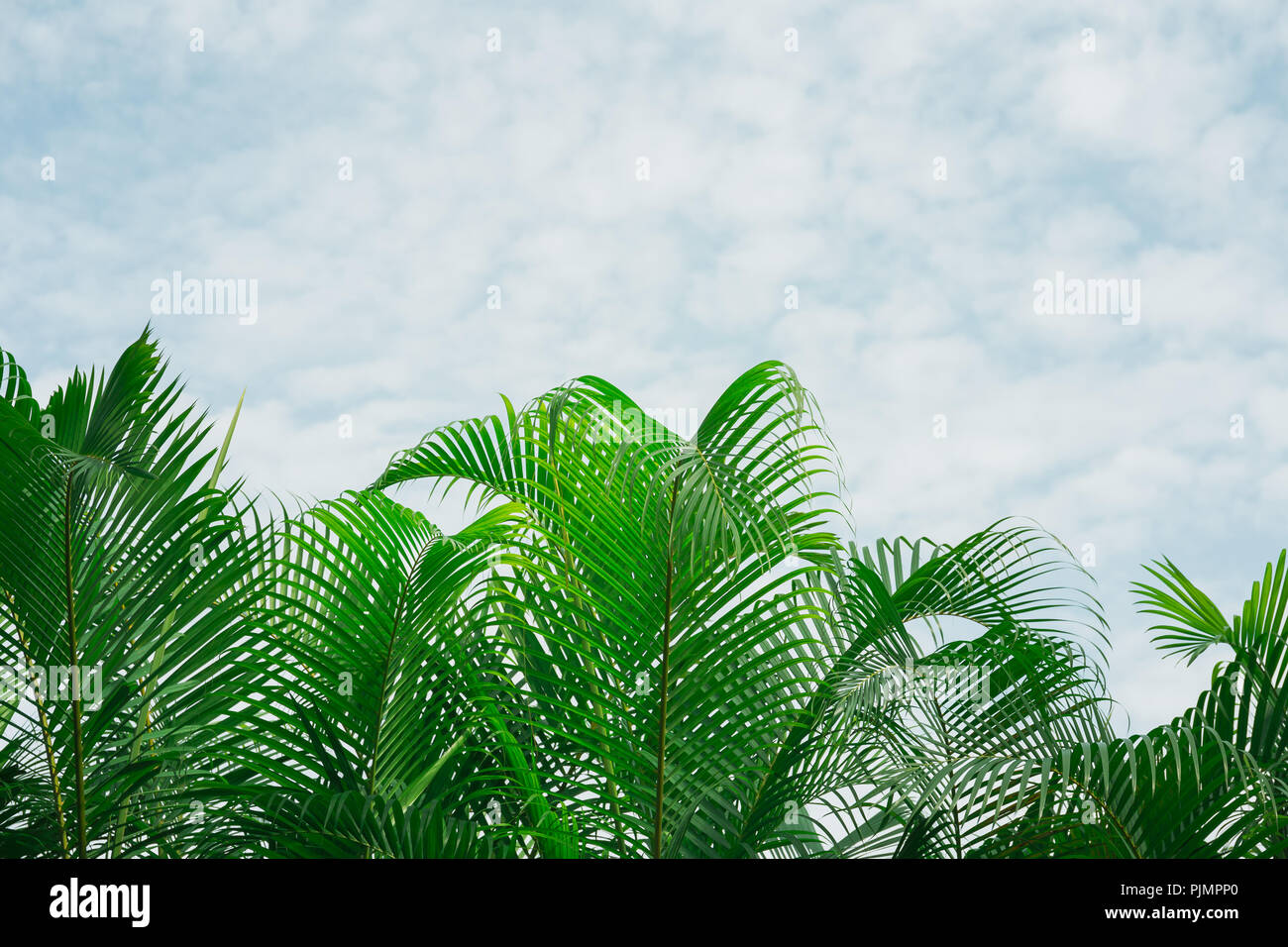 Green tree with blue cloud sky Stock Photo - Alamy