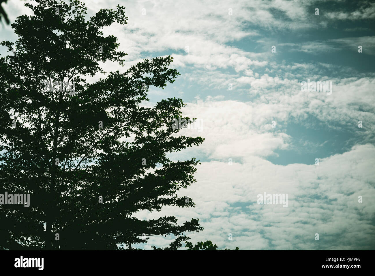 Green tree with blue cloud sky Stock Photo - Alamy