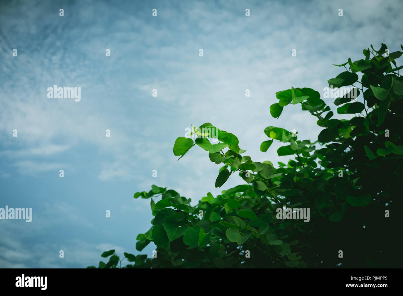 Green tree with blue cloud sky Stock Photo - Alamy