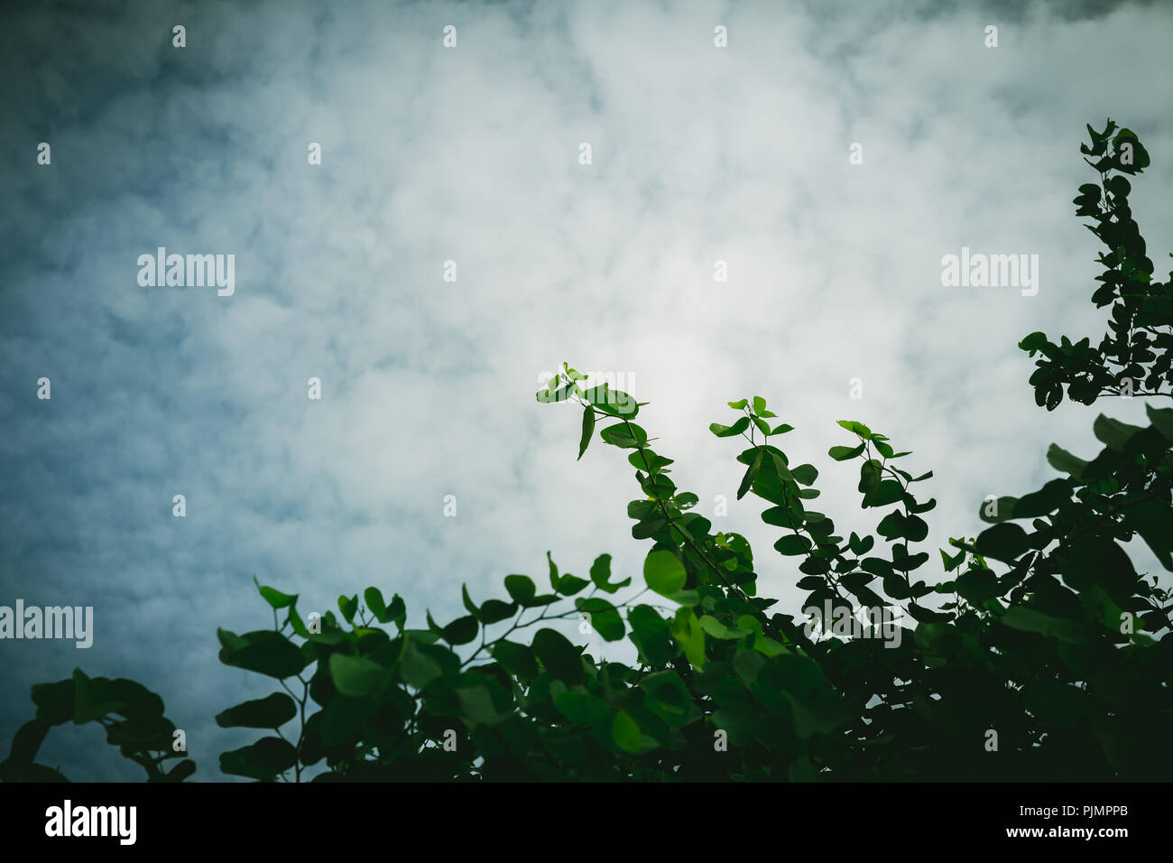 Green tree with blue cloud sky Stock Photo - Alamy