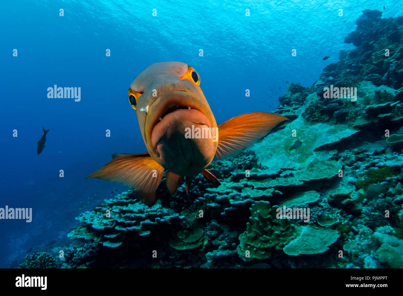 A curious red snapper or red bass approaches divers on the reef at ...
