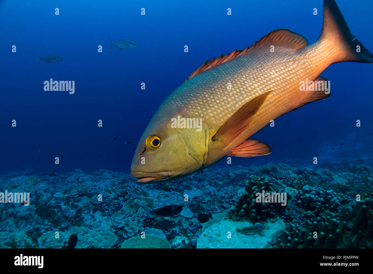 Red snapper diving hi-res stock photography and images - Alamy