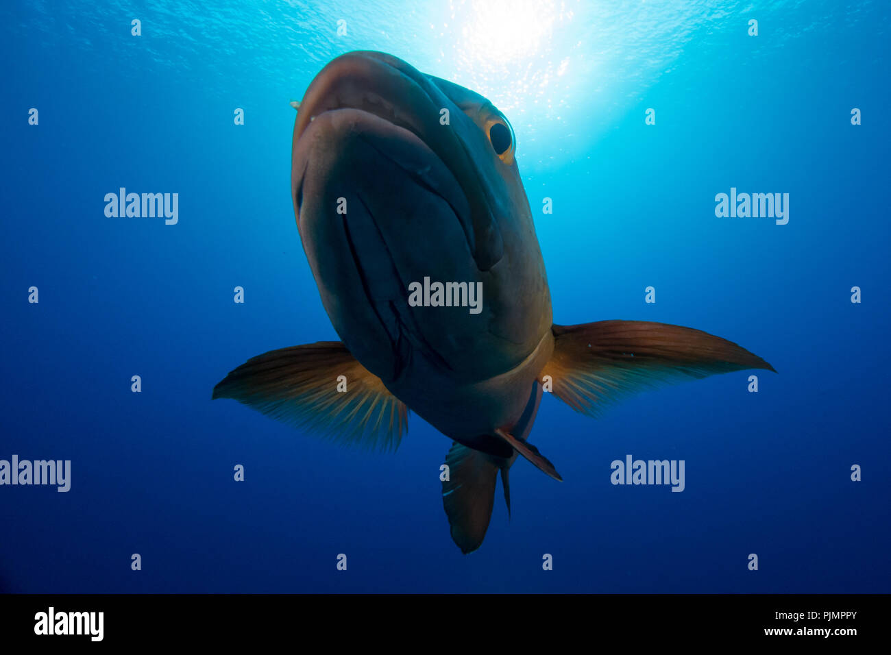 A curious red snapper or red bass approaches divers on the reef at ...