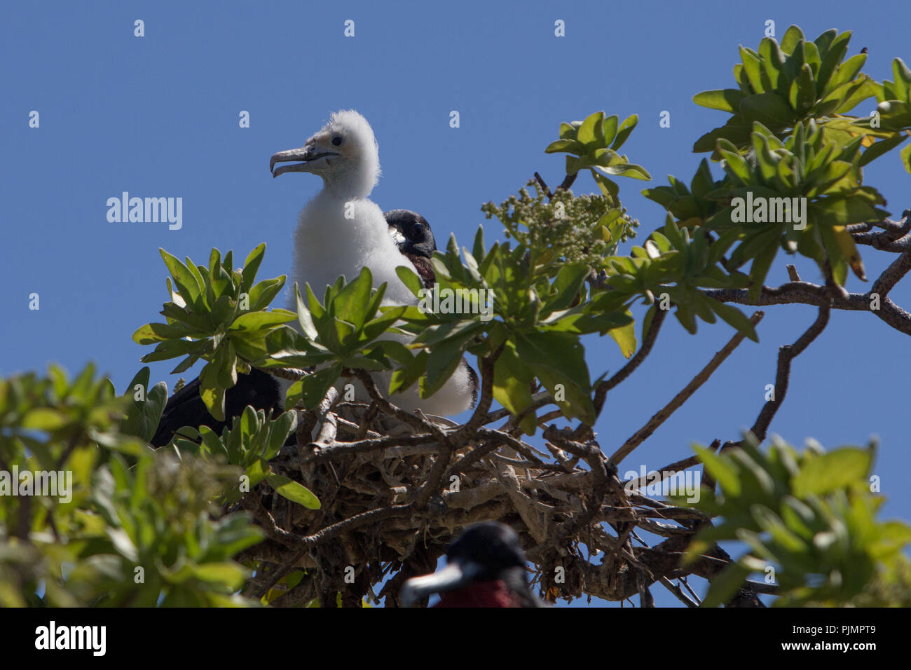 Frigatebirds nesting on one of the small motus at Millennium atoll in ...