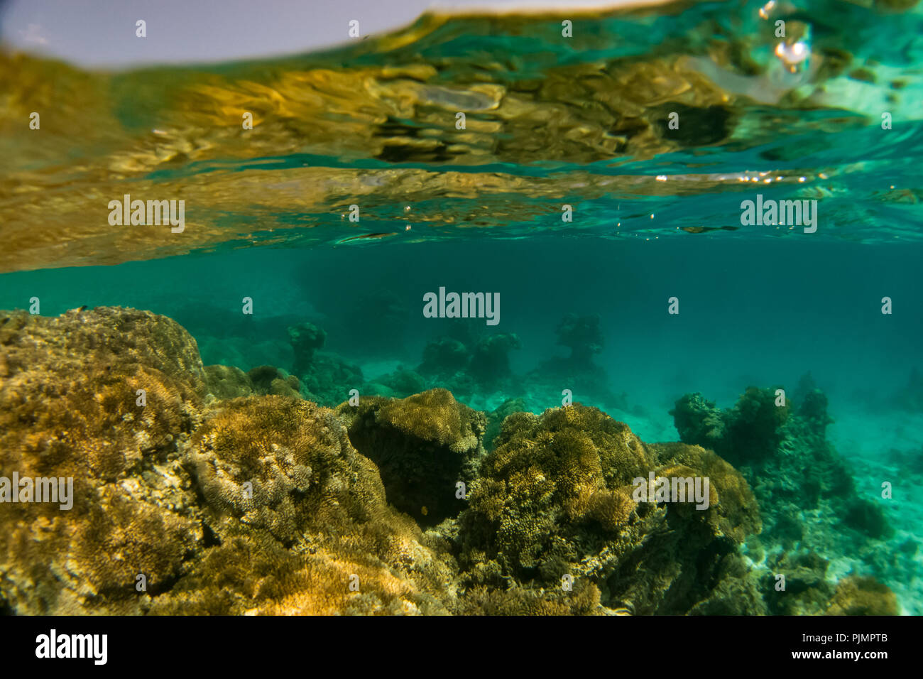 Snorkeling in the inner lagoon at Millennium atoll, showing the dead ...
