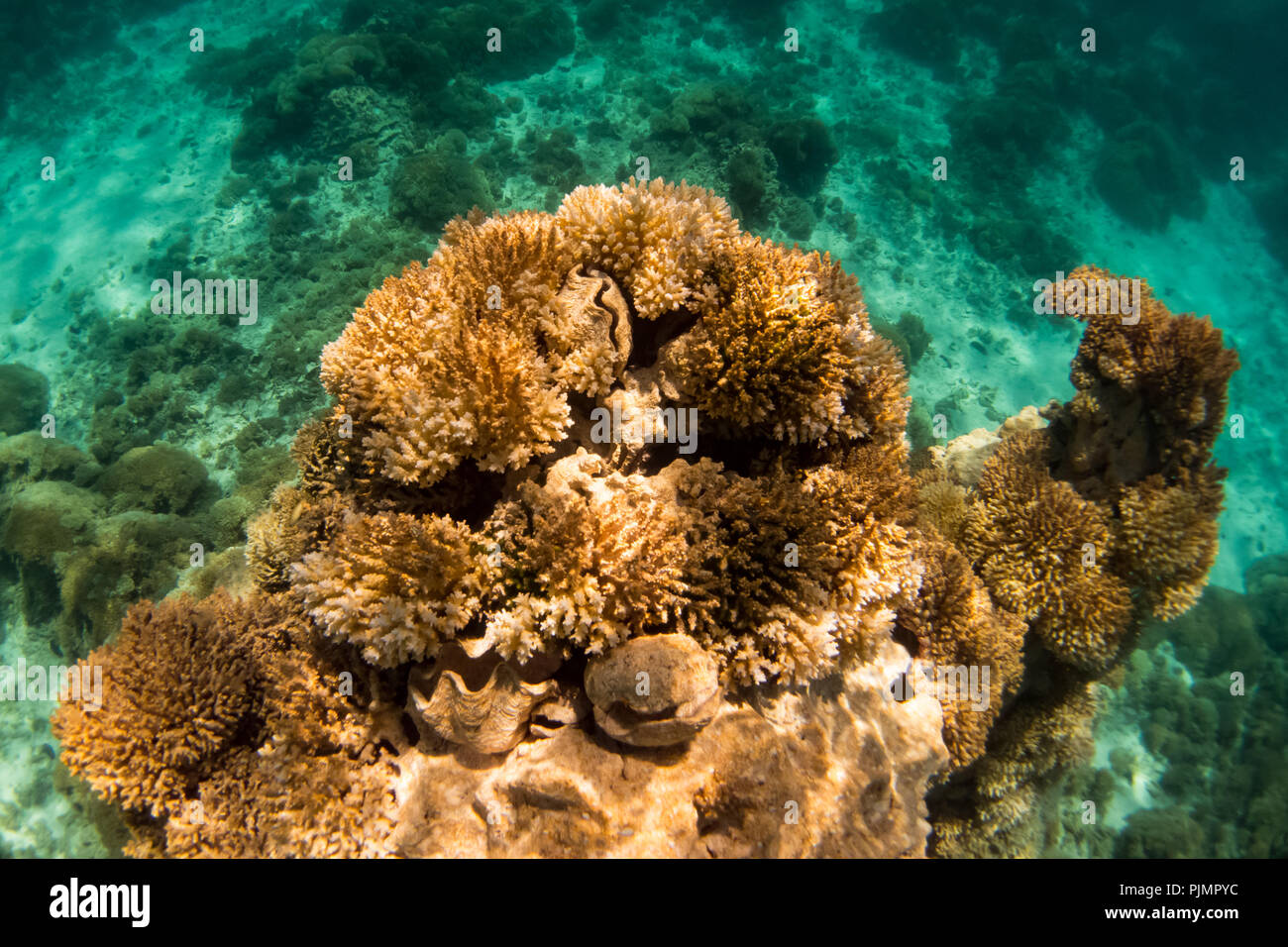 Snorkeling in the inner lagoon at Millennium atoll, showing the dead ...