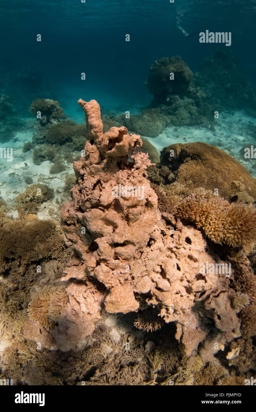 Snorkeling in the inner lagoon at Millennium atoll, showing the dead ...