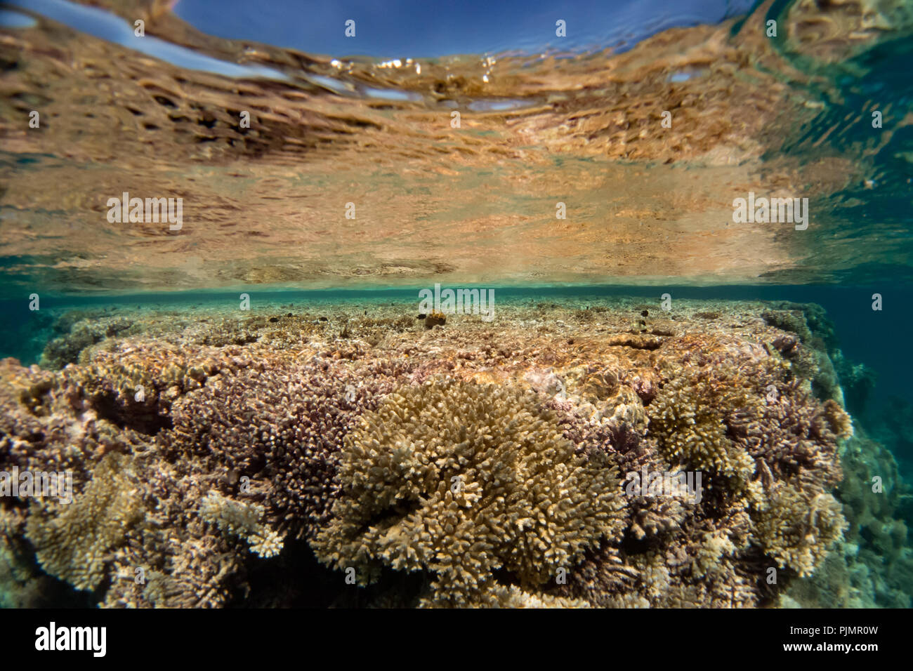 Snorkeling in the inner lagoon at Millennium atoll, showing the dead ...