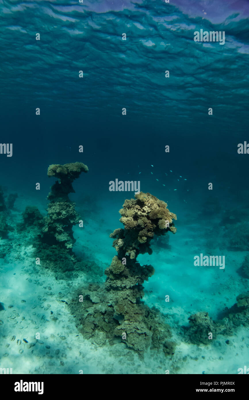 Snorkeling in the inner lagoon at Millennium atoll, showing the dead ...