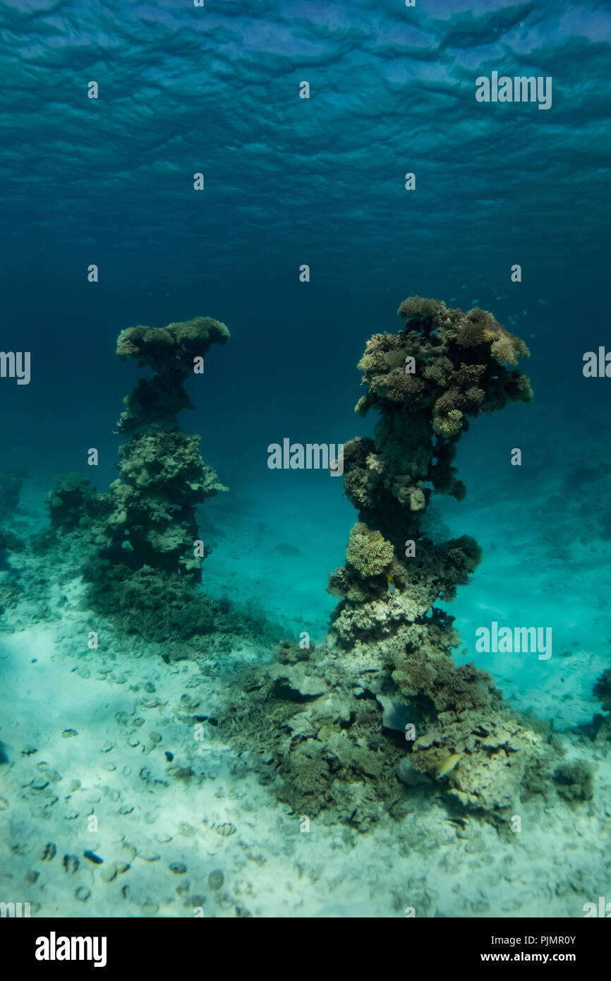 Snorkeling in the inner lagoon at Millennium atoll, showing the dead ...