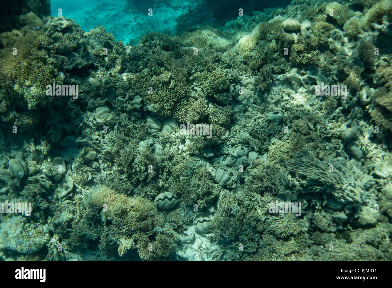 Snorkeling in the inner lagoon at Millennium atoll, showing the dead ...