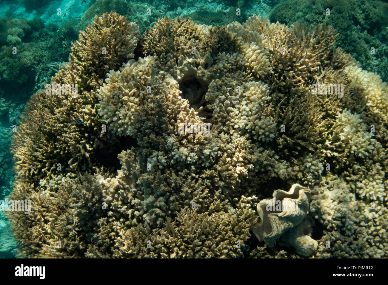 Snorkeling in the inner lagoon at Millennium atoll, showing the dead ...