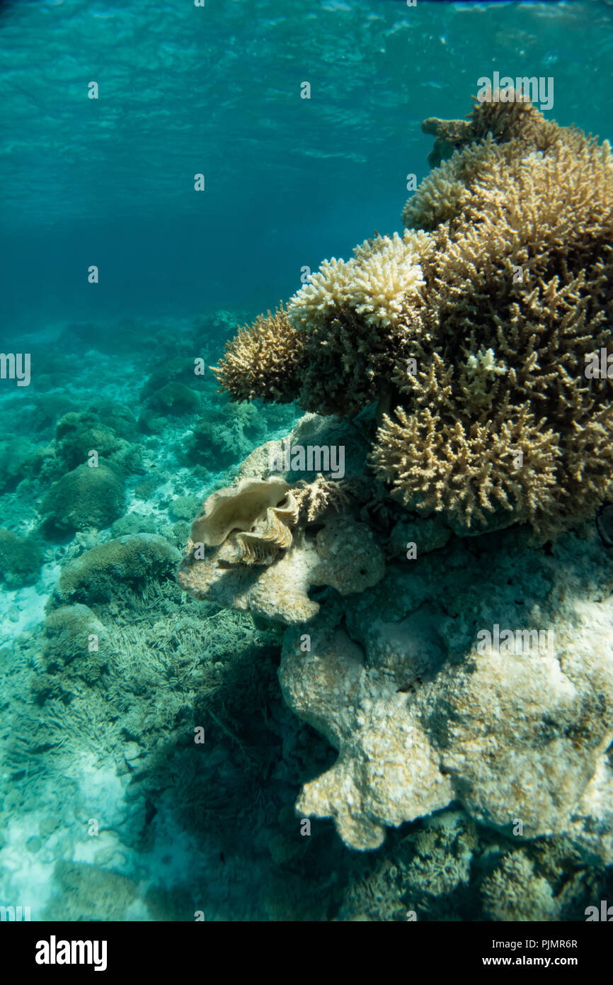 Snorkeling in the inner lagoon at Millennium atoll, showing the dead ...
