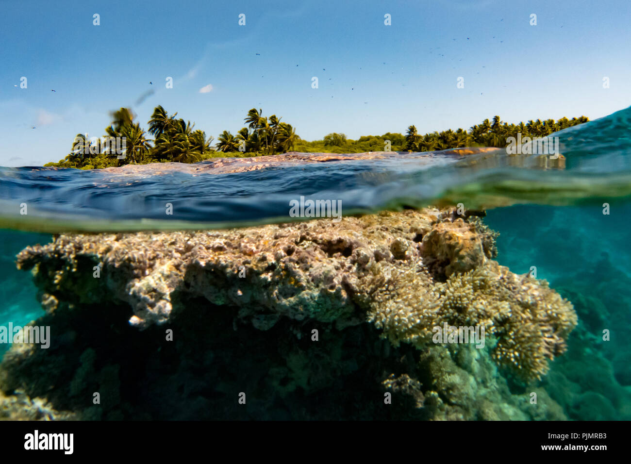 Snorkeling in the inner lagoon at Millennium atoll, showing the dead ...