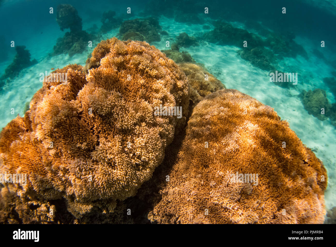 Snorkeling in the inner lagoon at Millennium atoll, showing the dead ...