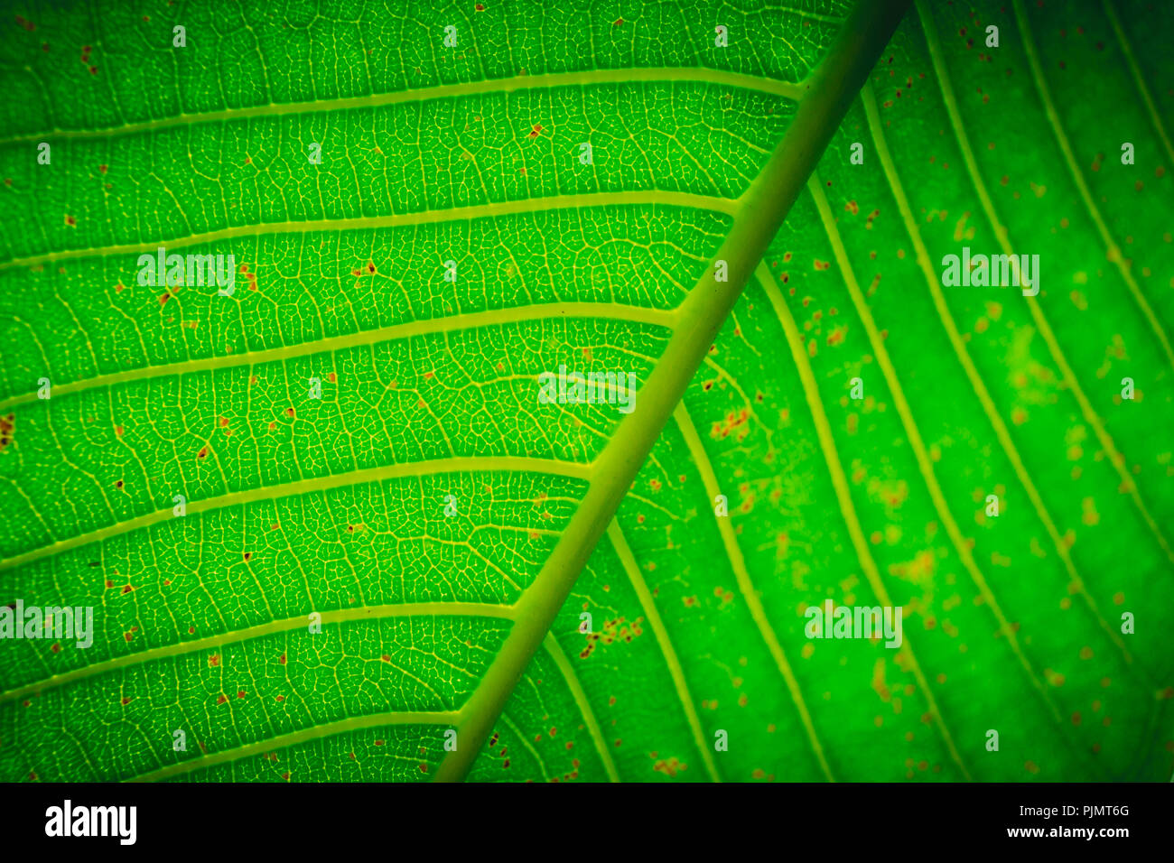 Texture of nature green leave for background Stock Photo - Alamy