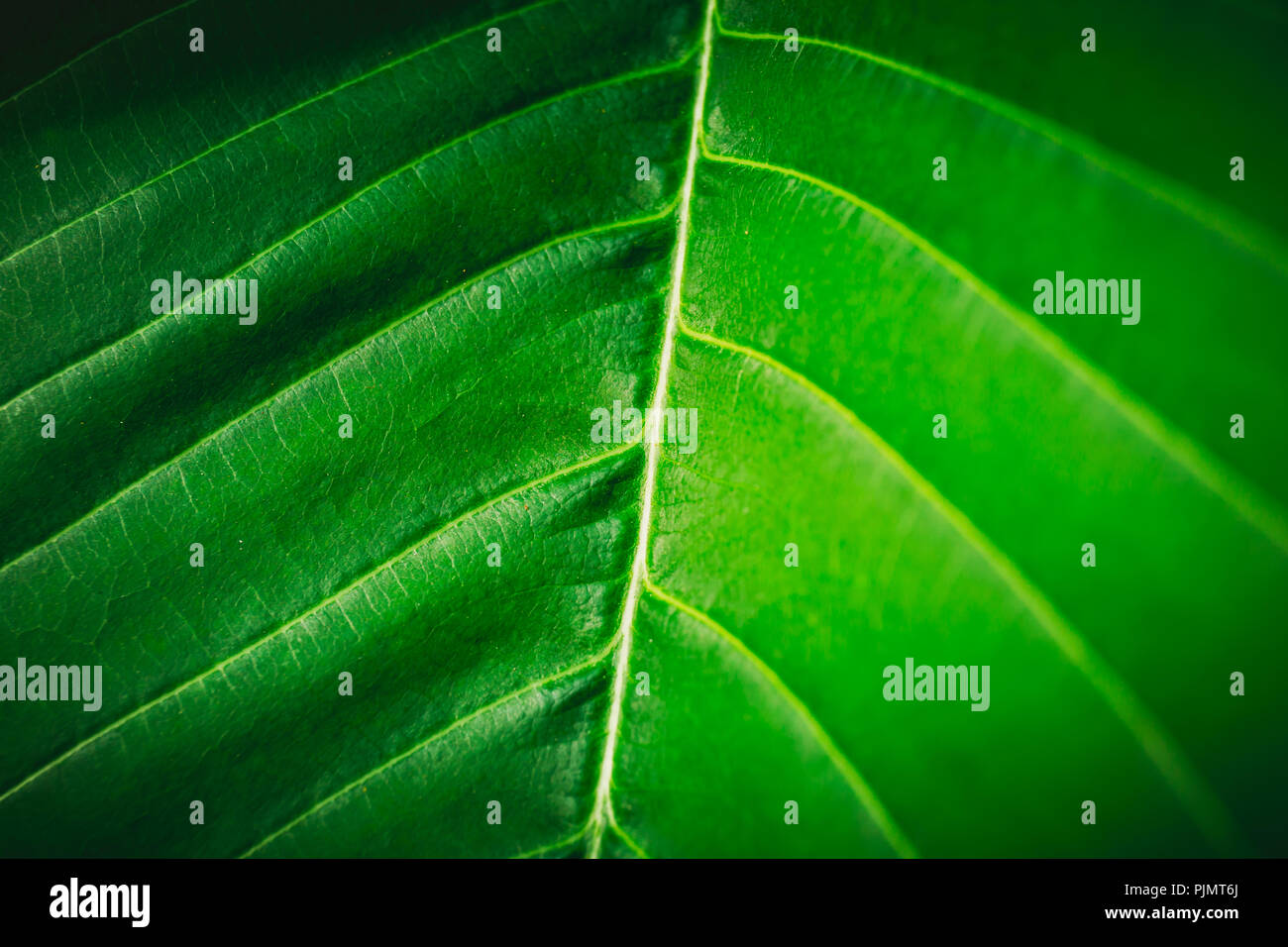 Texture of nature green leave for background Stock Photo - Alamy