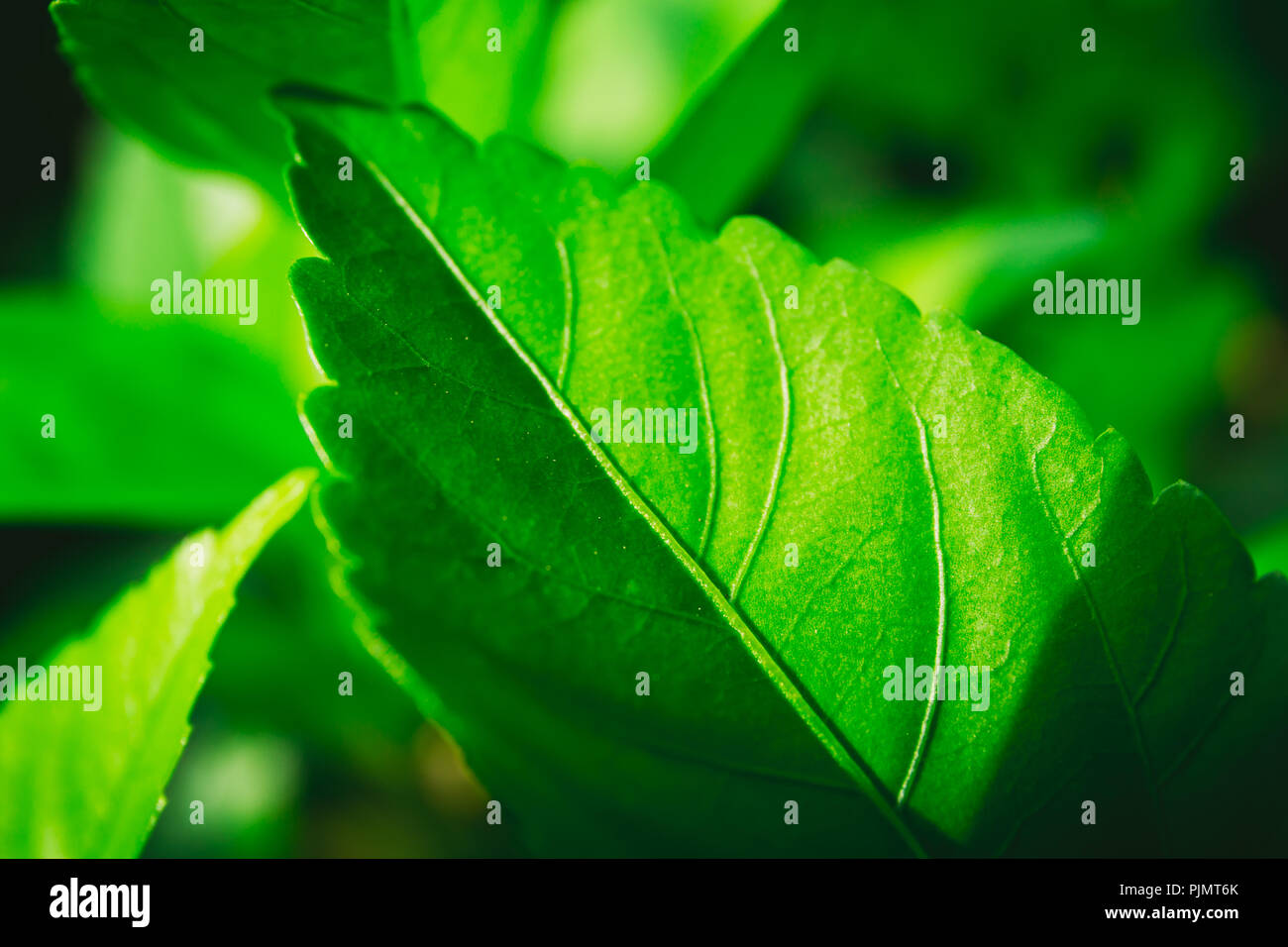Texture of nature green leave for background Stock Photo - Alamy