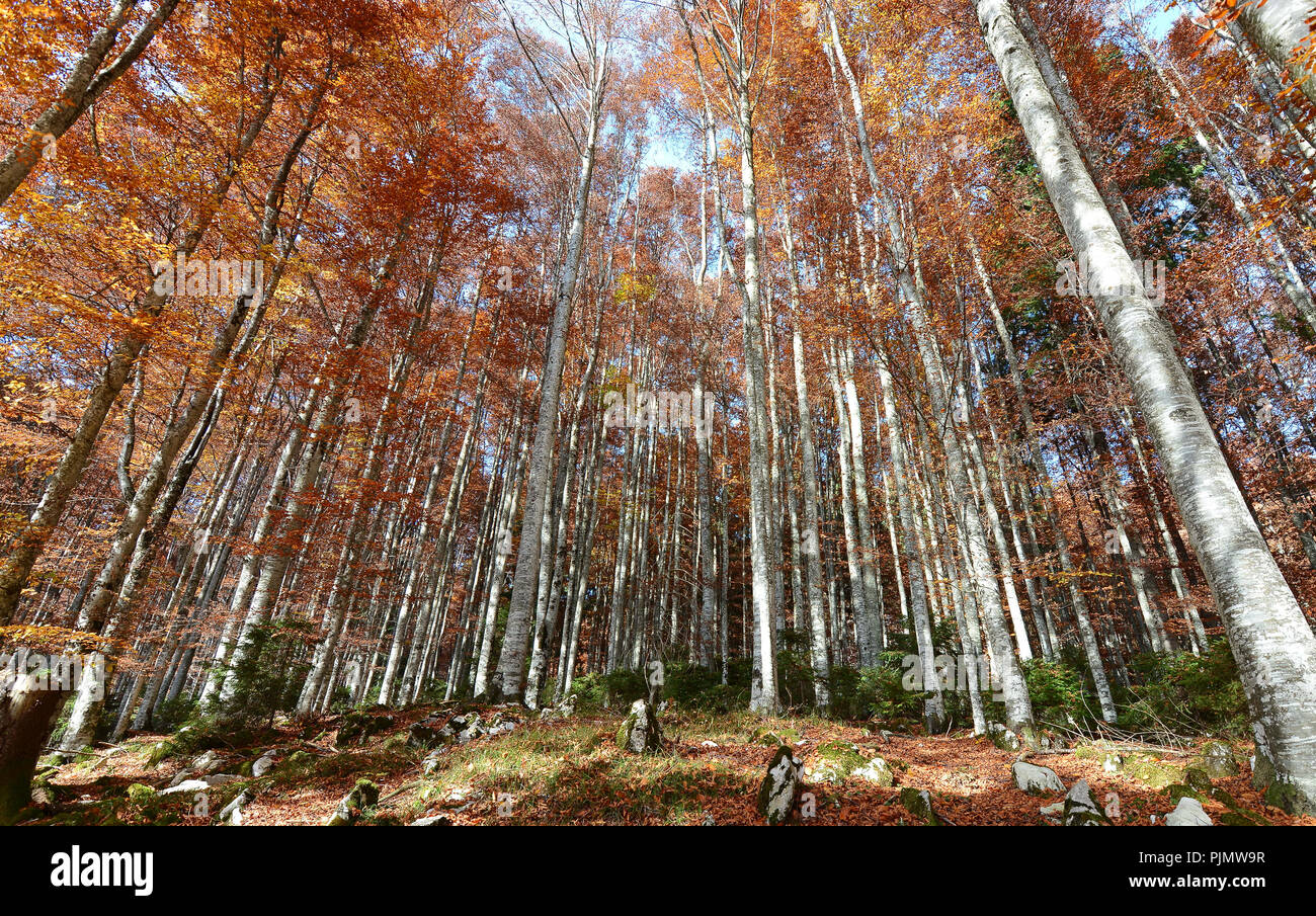 the beautiful landscapes of the forests of the northern countries ...