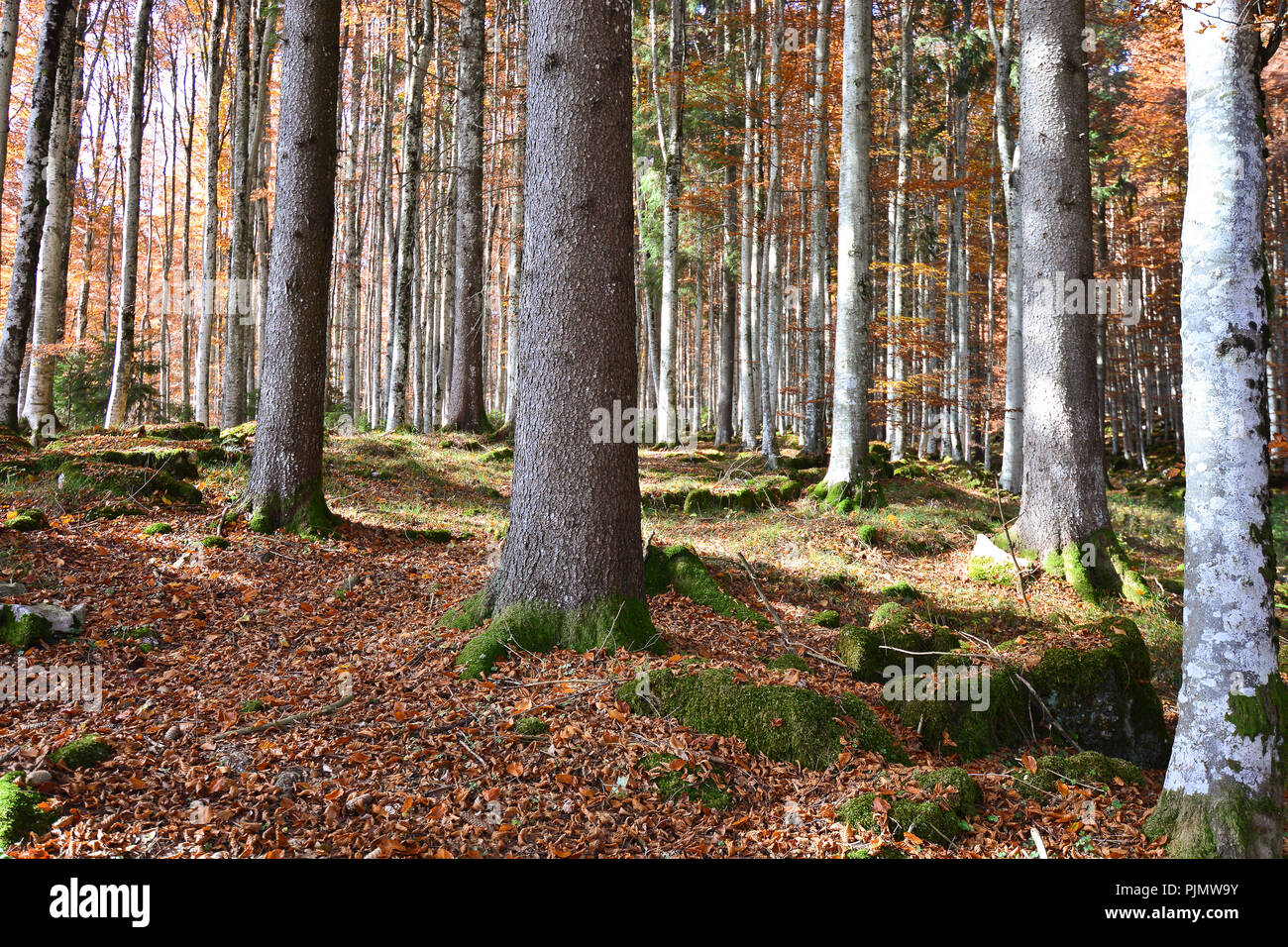 the beautiful landscapes of the forests of the northern countries ...