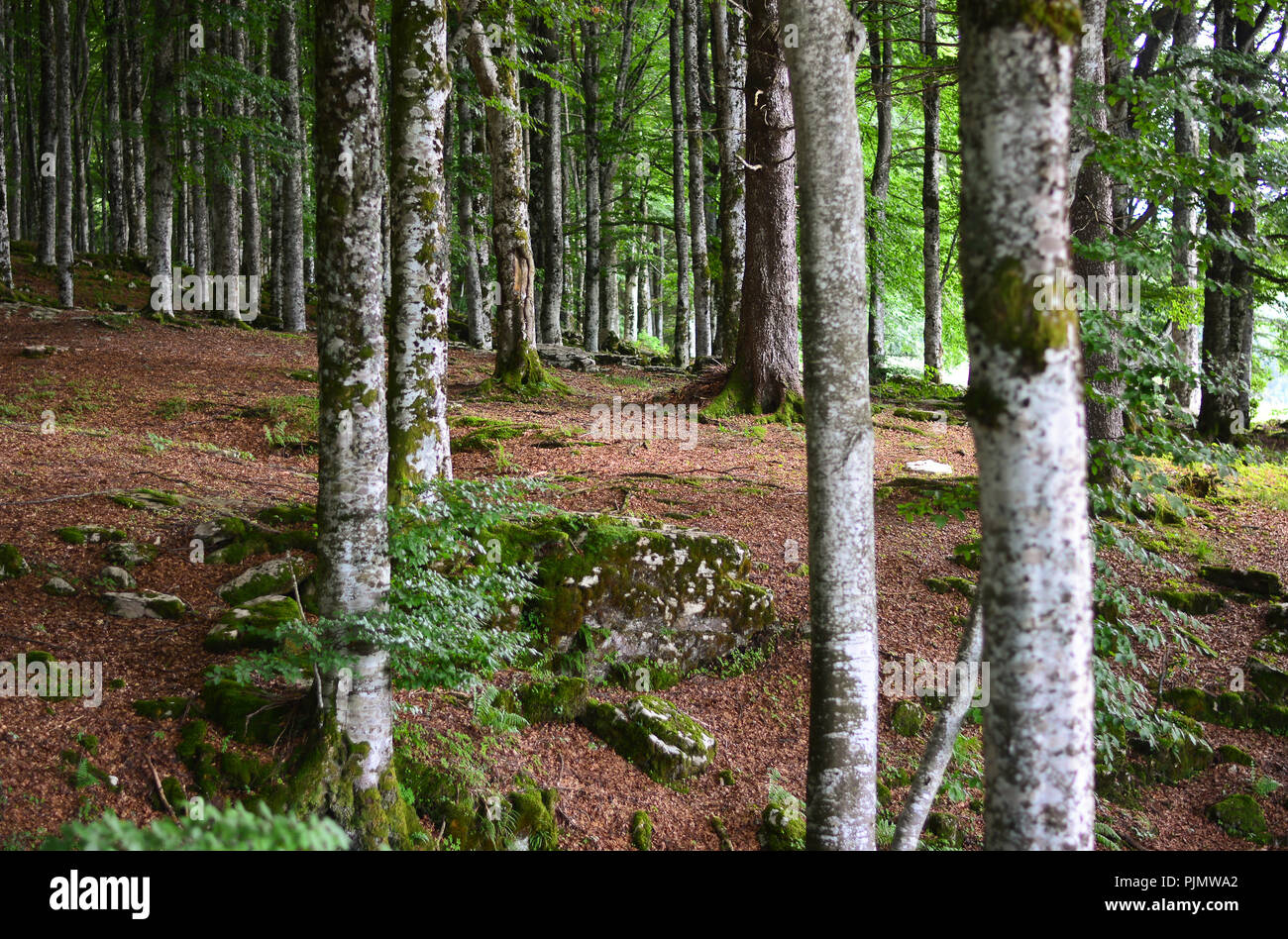 the beautiful landscapes of the forests of the northern countries ...