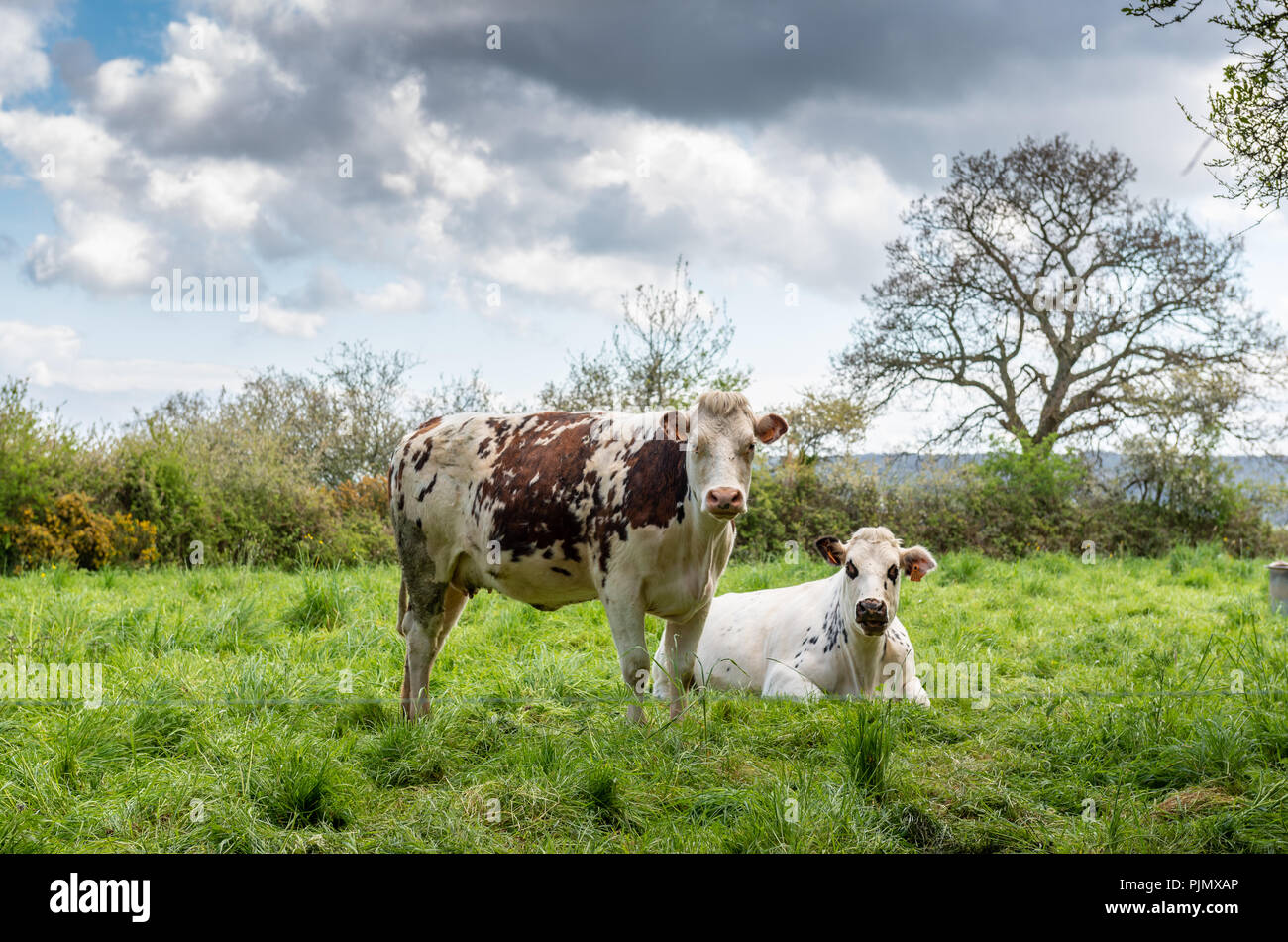 Norman cow hi-res stock photography and images - Alamy