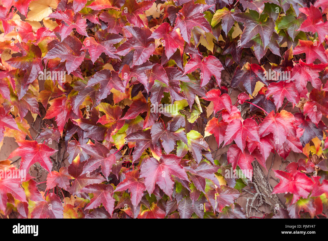 Tree overgrown with common ivy hi-res stock photography and images - Alamy