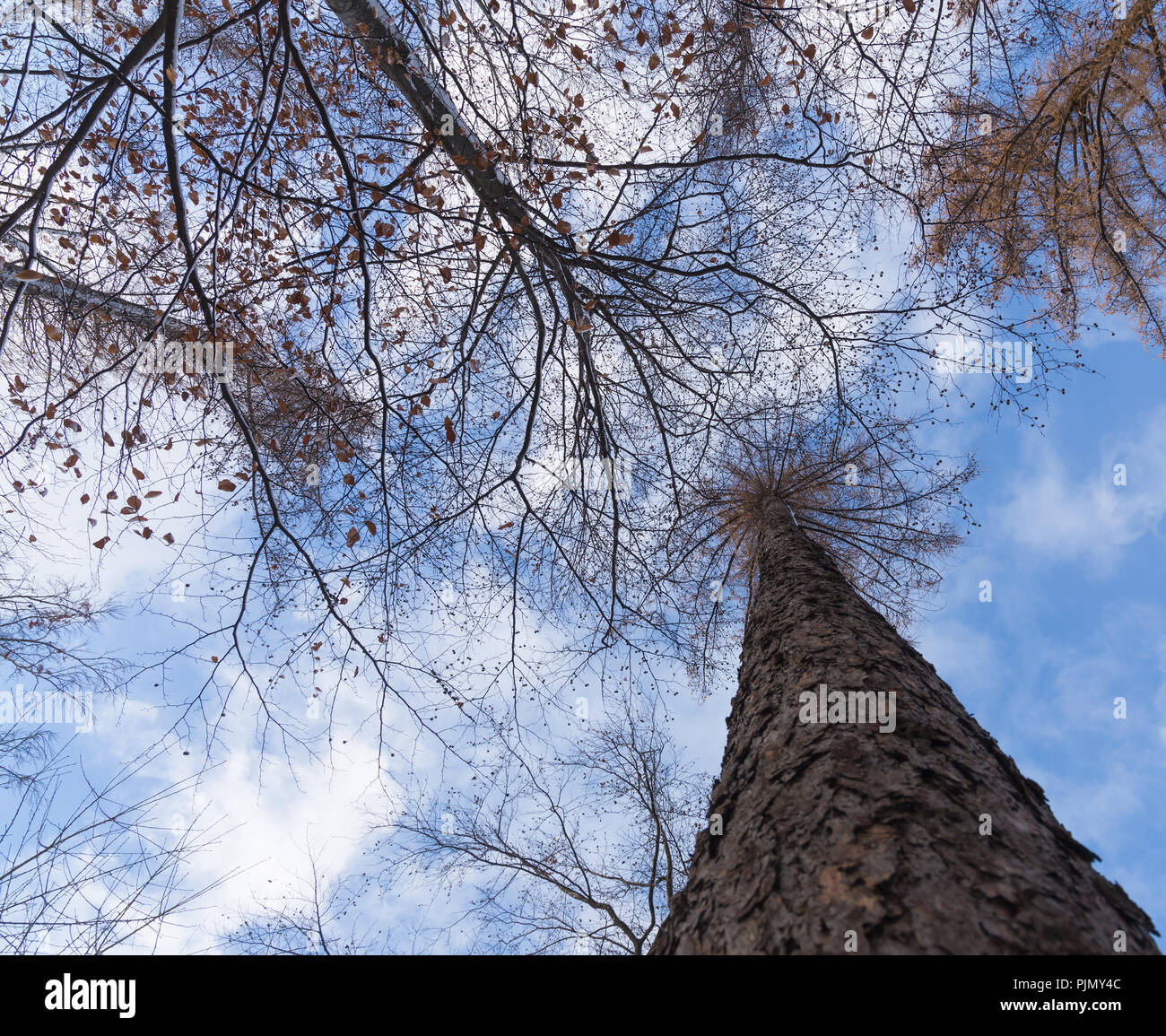 Large trees in forest photographed from below. Forest near the city of ...