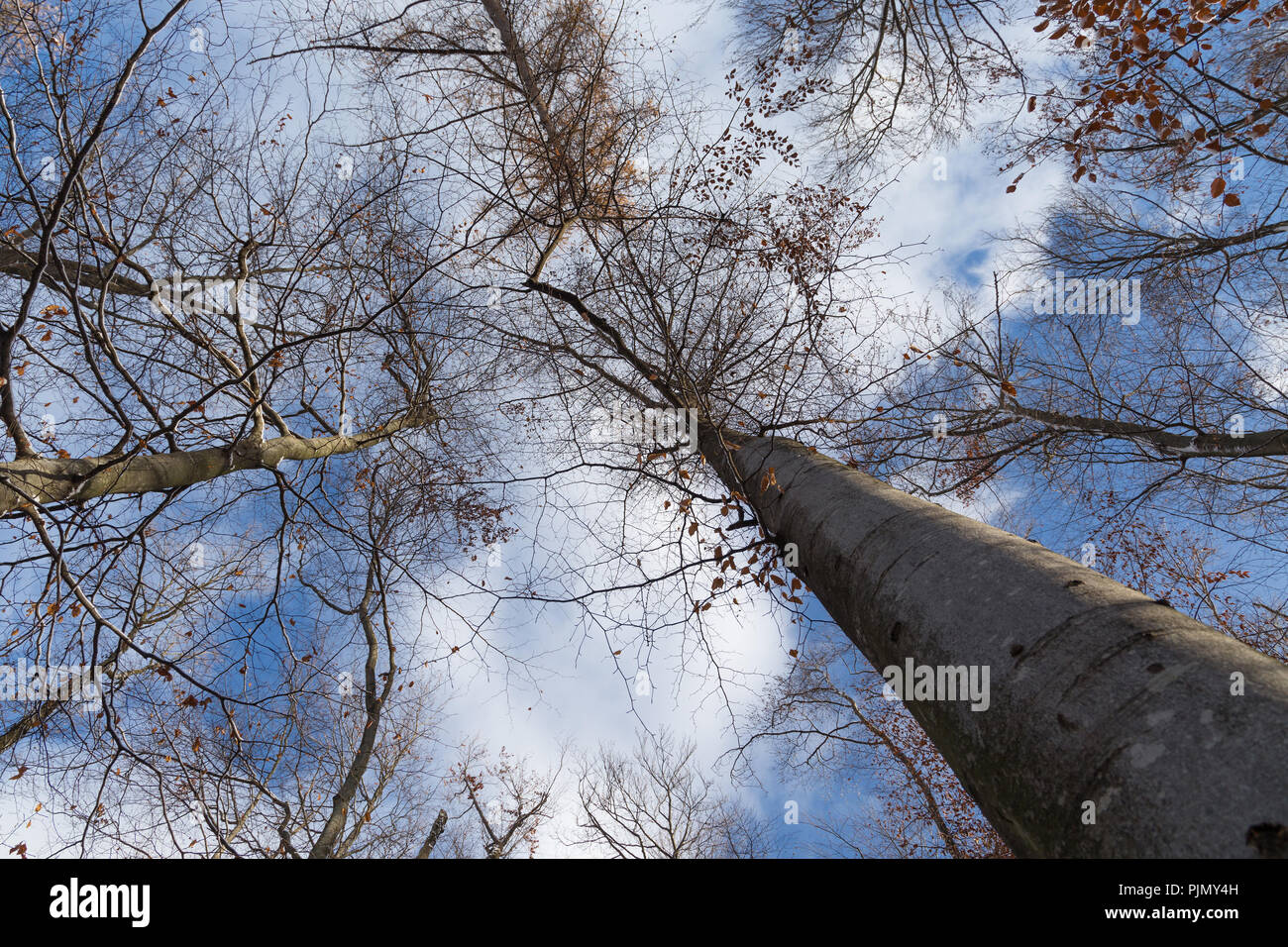 Large trees in forest photographed from below. Forest near the city of ...