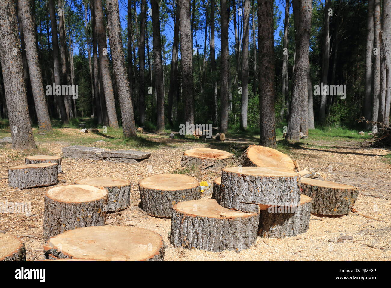 Logging of trees in the vicinity of the source of the Cuervo River, in ...