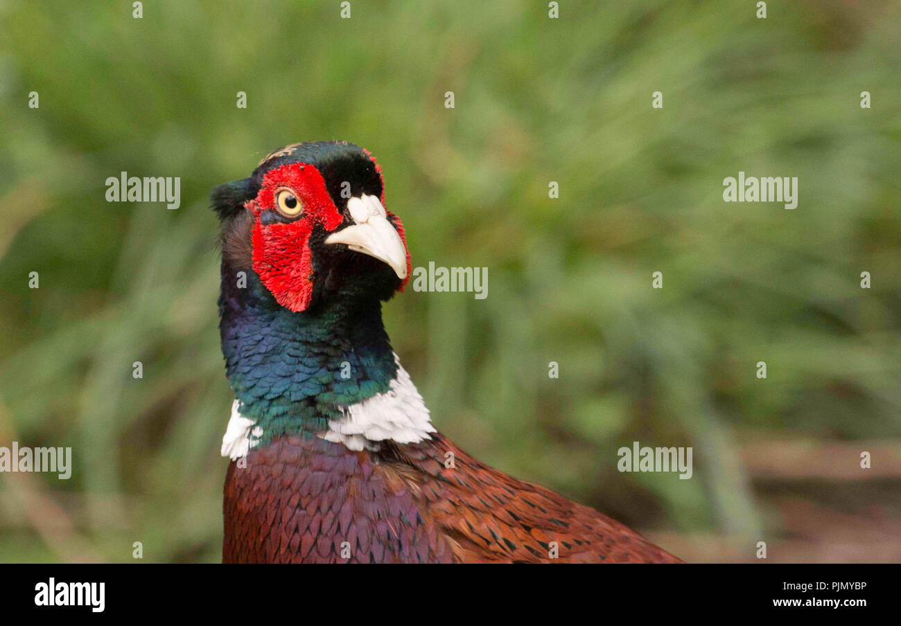 Pheasant land hi-res stock photography and images - Alamy