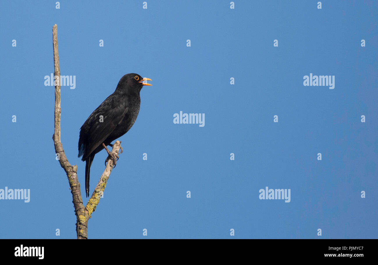 Blackbird england singing hi-res stock photography and images - Alamy