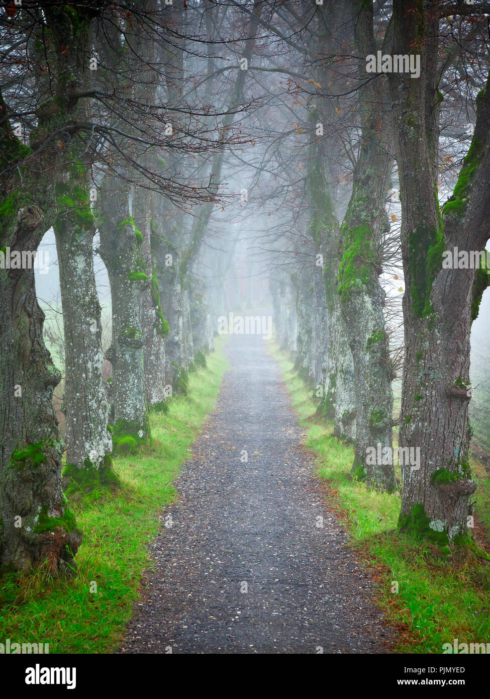 Oak allee hi-res stock photography and images - Alamy