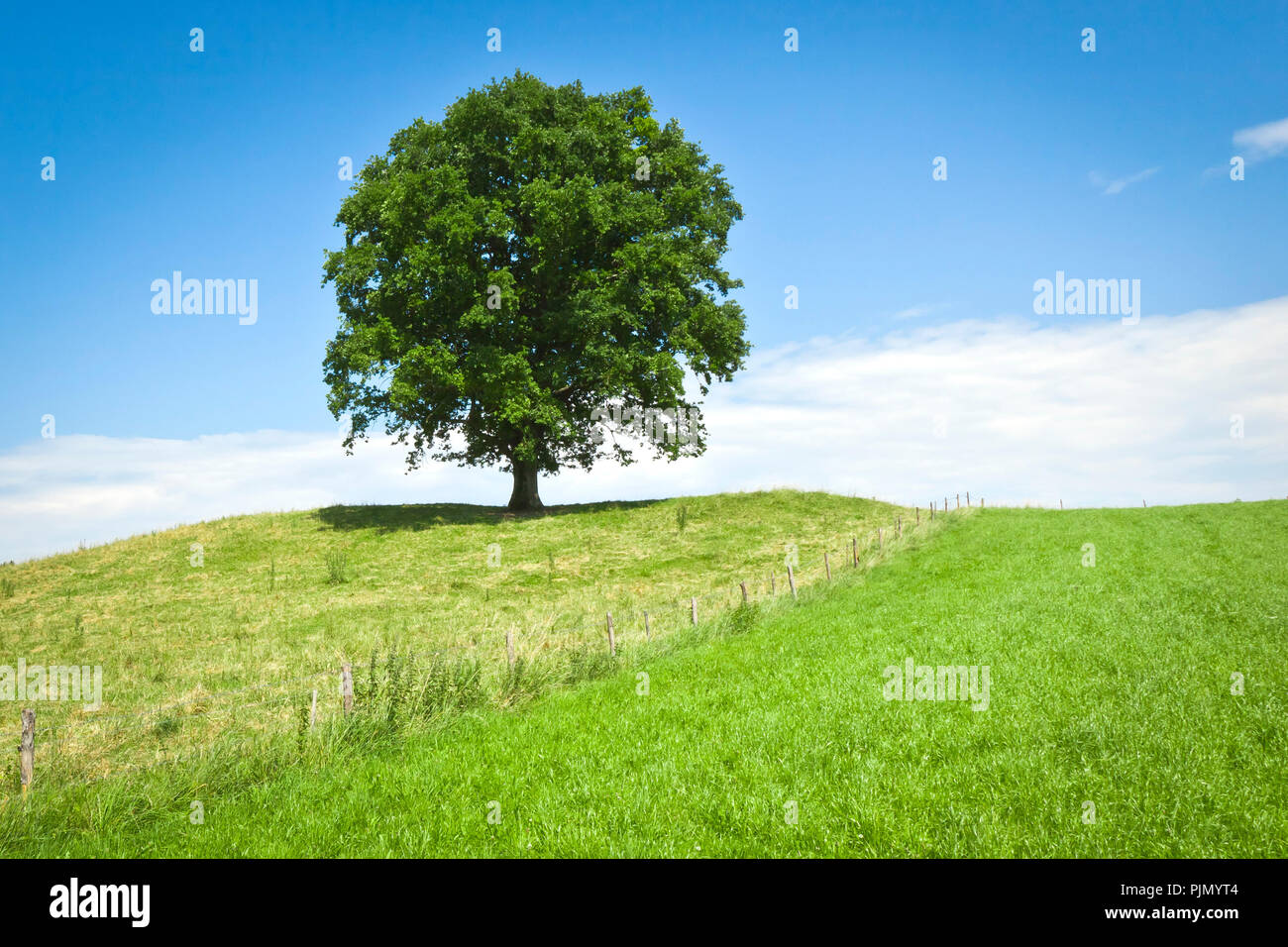 Nice tree hi-res stock photography and images - Alamy